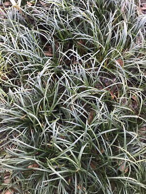 Mondo Grass 40 Plugs Pips Evergreen Ground Cover or Border Bare Root 6 ...