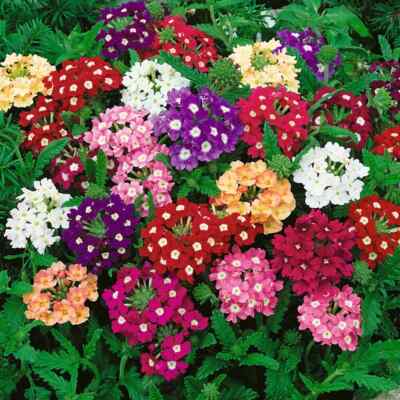 VERBENA FLOWER SEEDS Dwarf Flowers Verbena Flower Seeds Dwarf Flower ...