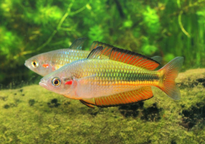 2 PACK M/L Crimson Spotted Rainbow Fish - live fish FAST SHIP | eBay