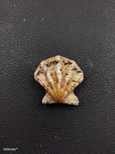 Rare, flexopecten flexuosa Spain pecten 22mm sea shell #10735 | eBay Australia