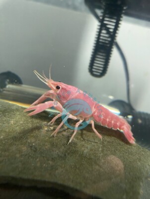 Live Pink Sakura Freshwater Crayfish (Procambarus Clarkii) | eBay
