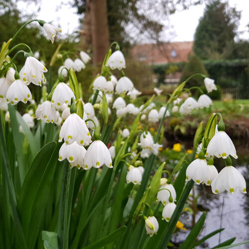 LEUCOJUM AESTIVUM~SUMMER SNOWFLAKE~PERENNIAL FLOWER BULBS EASY TO GROW ...