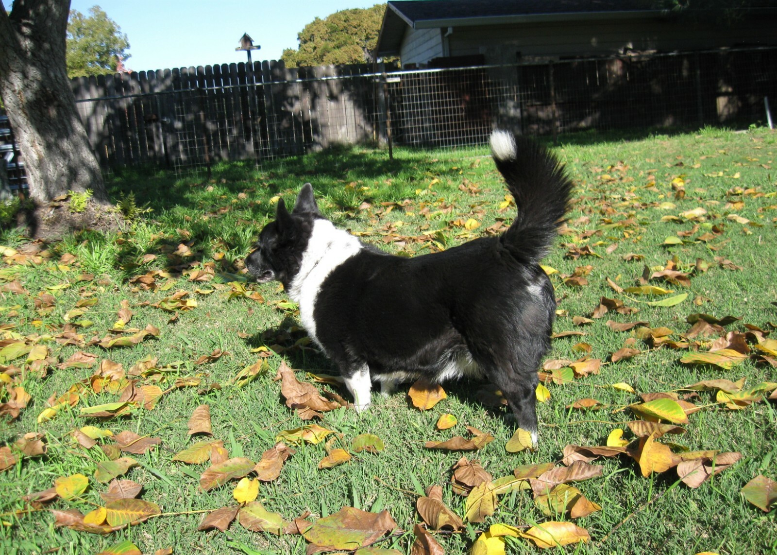 Beware Of Flying Dog Sign Double Layered Aluminum 12 X 3 | eBay