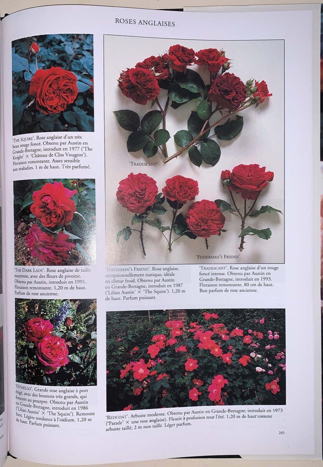 HISTOIRE DES ROSES, ROGER PHILLIPS, MARTYN RIX, FRENCH, FLOWERS, HCDJ ...