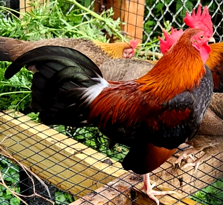 6 NPIP/AI CLEAN BB RED Old English Game Bantam Hatching Eggs SHOW ...