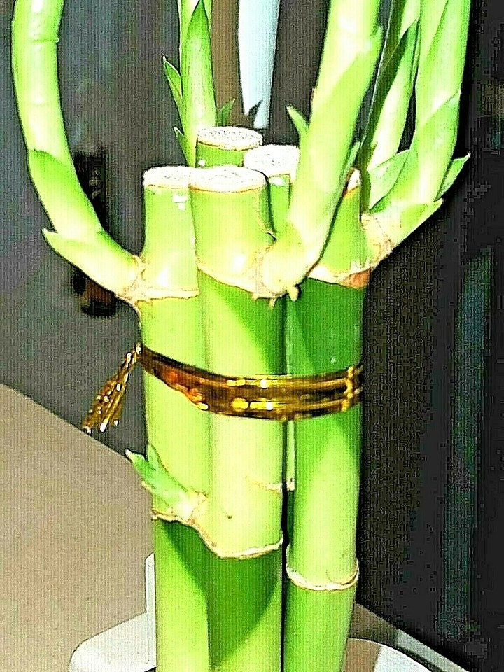 8" Lucky Bamboo 5 Stalks Plants w/ FREE Plant Food, GIFT, Perennial ...