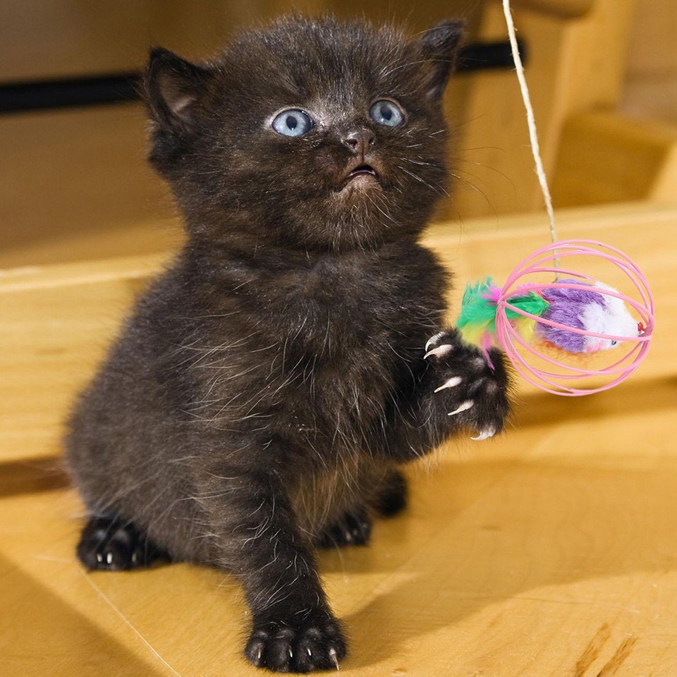 4pcs Pet Cat Toy Fake Mouse Mice Rat in Cage Plush Ball Plush Mouse ...