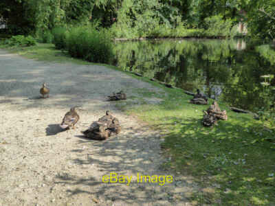 Photo 6x4 Sleepy Ducks by Pond, Thornton-le-Dale, Yorkshire Duck food ...