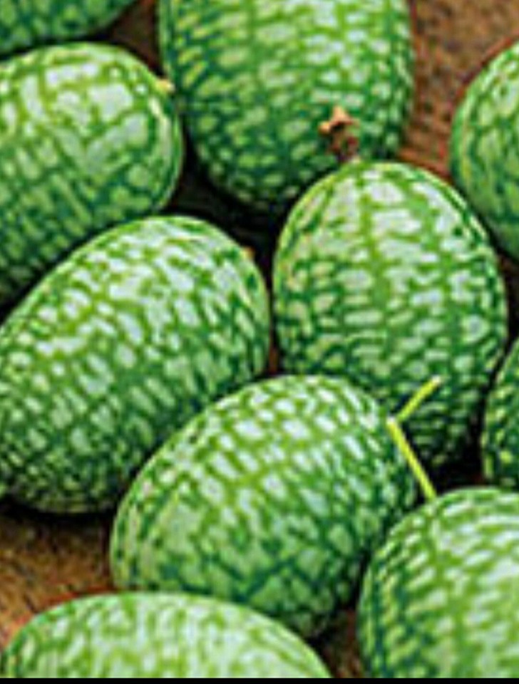 Cucamelon Mouse Melon Kids Love Growing Mini Melons 25 Seeds Organic ...