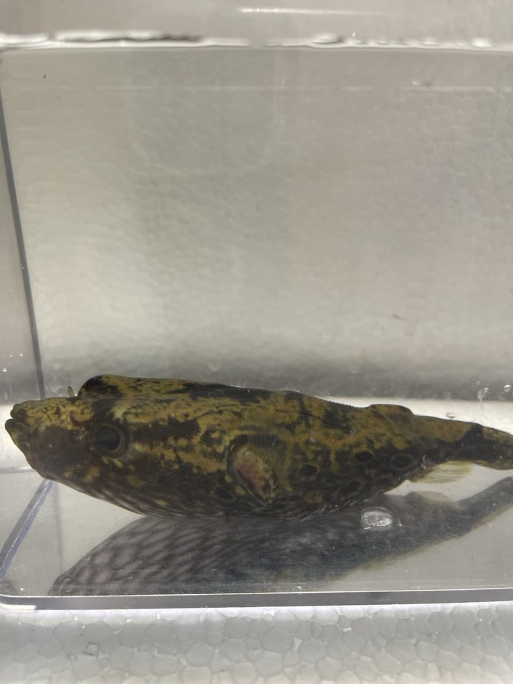 Humpback / Dragon Puffer Fish “3-4in” | eBay