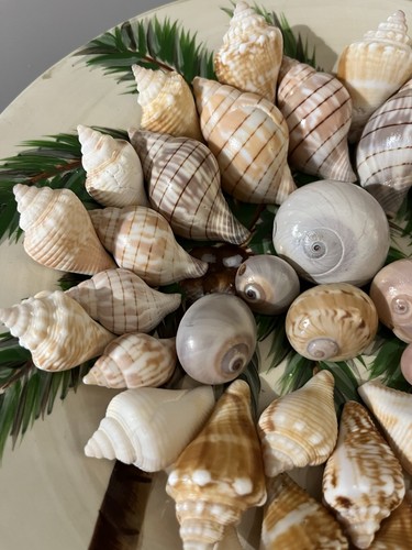 Lot Of Seashells Sea Shells Sanibel Tulips Shark Eyes Starfish Conch Nautical | eBay