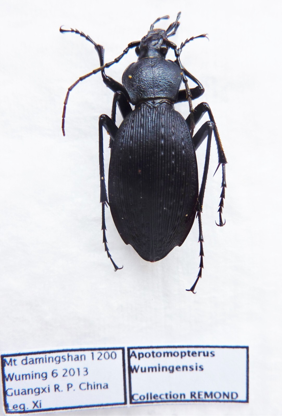 Carabus apotomopterus wumingensis (female A1) from CHINA | eBay