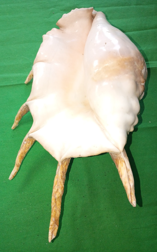 Lambis truncata sebae #H3538 Arabian Gulf approx.355mm | eBay