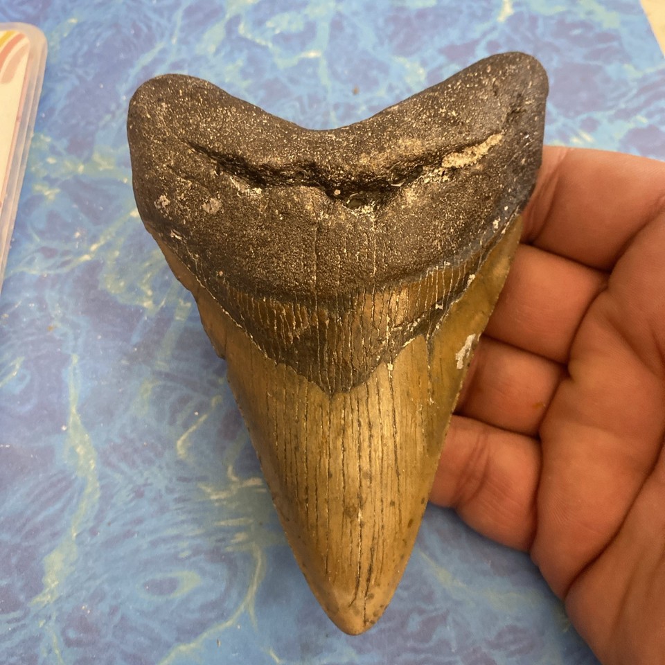 MEGALODON SHARK TOOTH 4.97” HUGE TEETH MEG SCUBA DIVER DIRECT FOSSIL NC ...