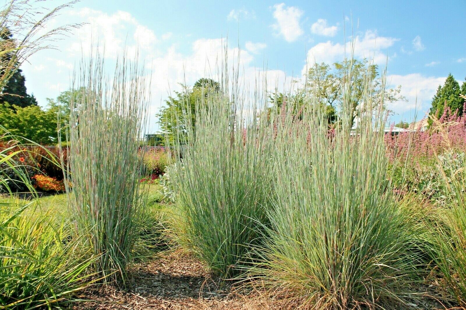 501+BIG BLUESTEM Seeds Native Tall Grass Prairie Ornamental Drought ...