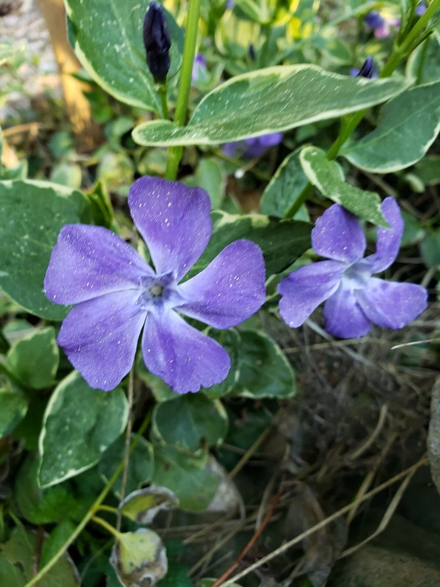 Potted Vinca Vine
