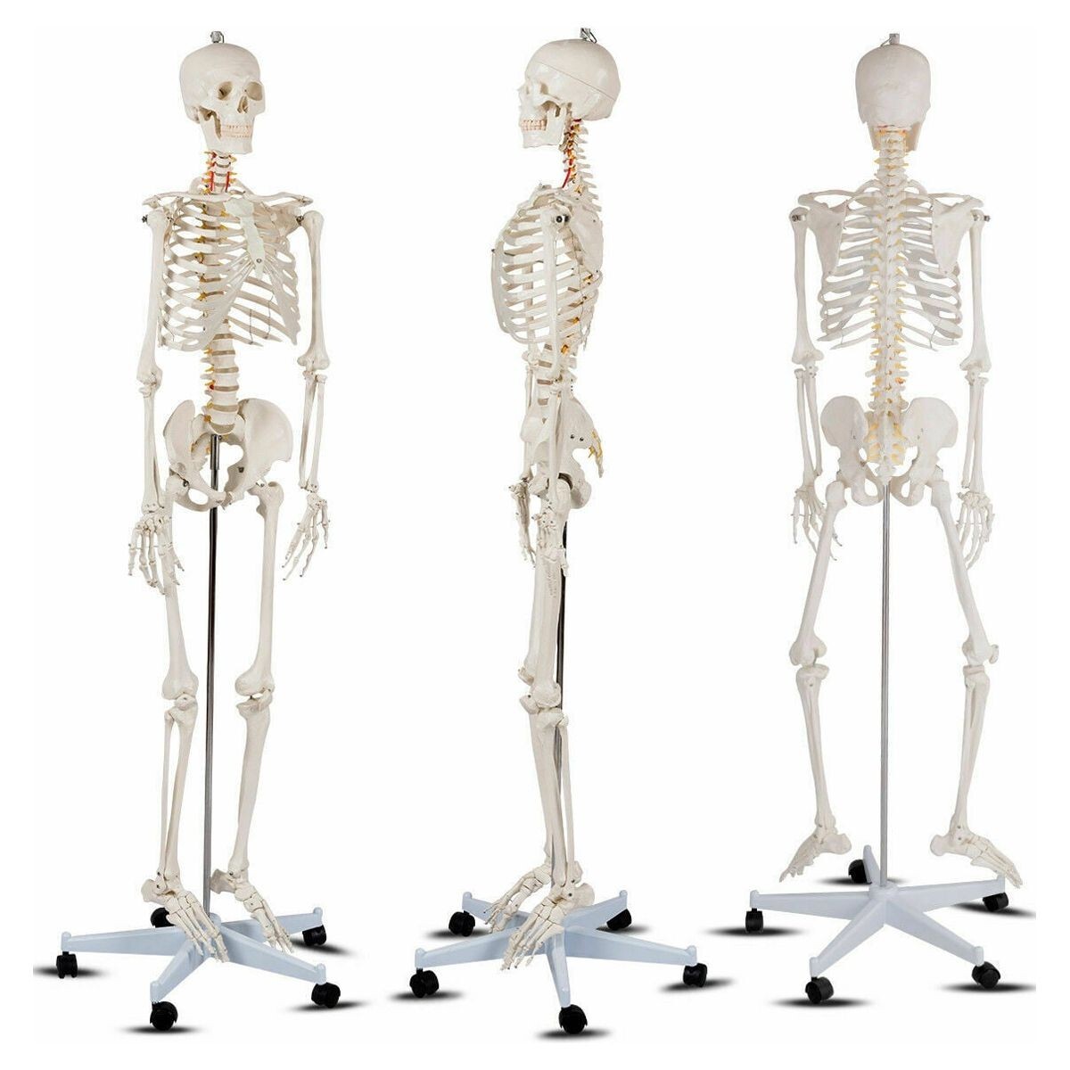 Miniature Skeleton Mini Human Skeleton Model For Anatomy - 17.7 Inch ...