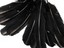 1/4 Lb. Black Turkey Tom Rounds Secondary Wing Quill Wholesale Feathers ...