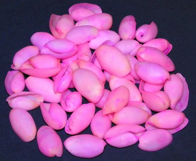 BULK Pink Dyed Bubble Seashells~Craft Shells~( +/- 200)~ 3/4"-1-1/4" (1 ...