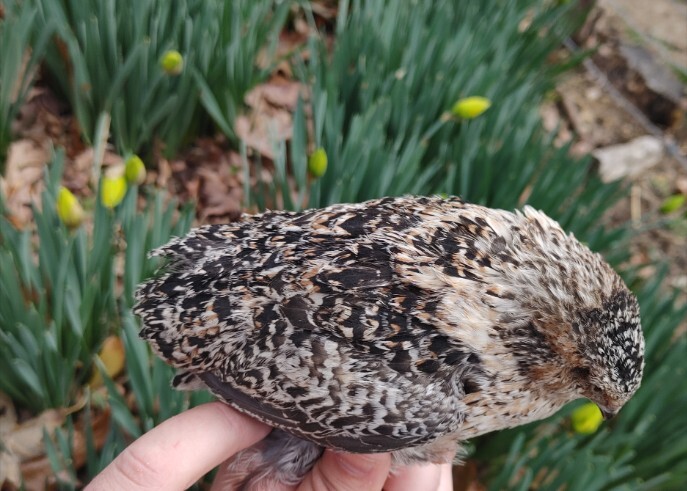 COLOR VARIETY!! RARE included, TOP genetics! Fertile Quail Hatching ...