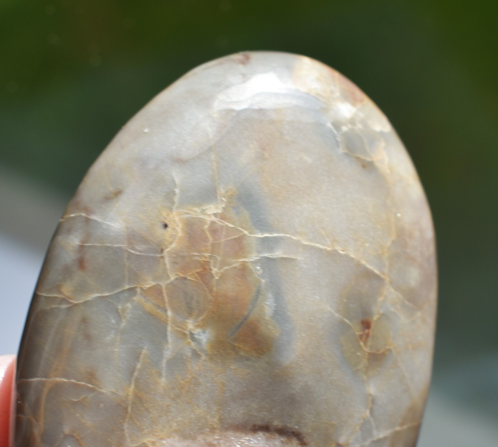 Agatized Coral Fossil Blue Red Ancient Seabed Natural from North ...