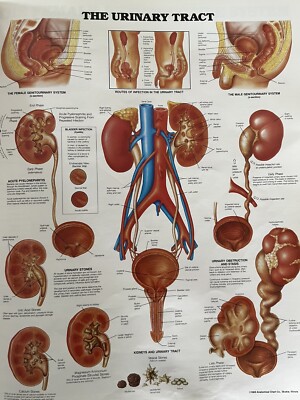 The Anatomical Chart ~ The Urinary Tract ~ 11.25 x 14 Poster | eBay