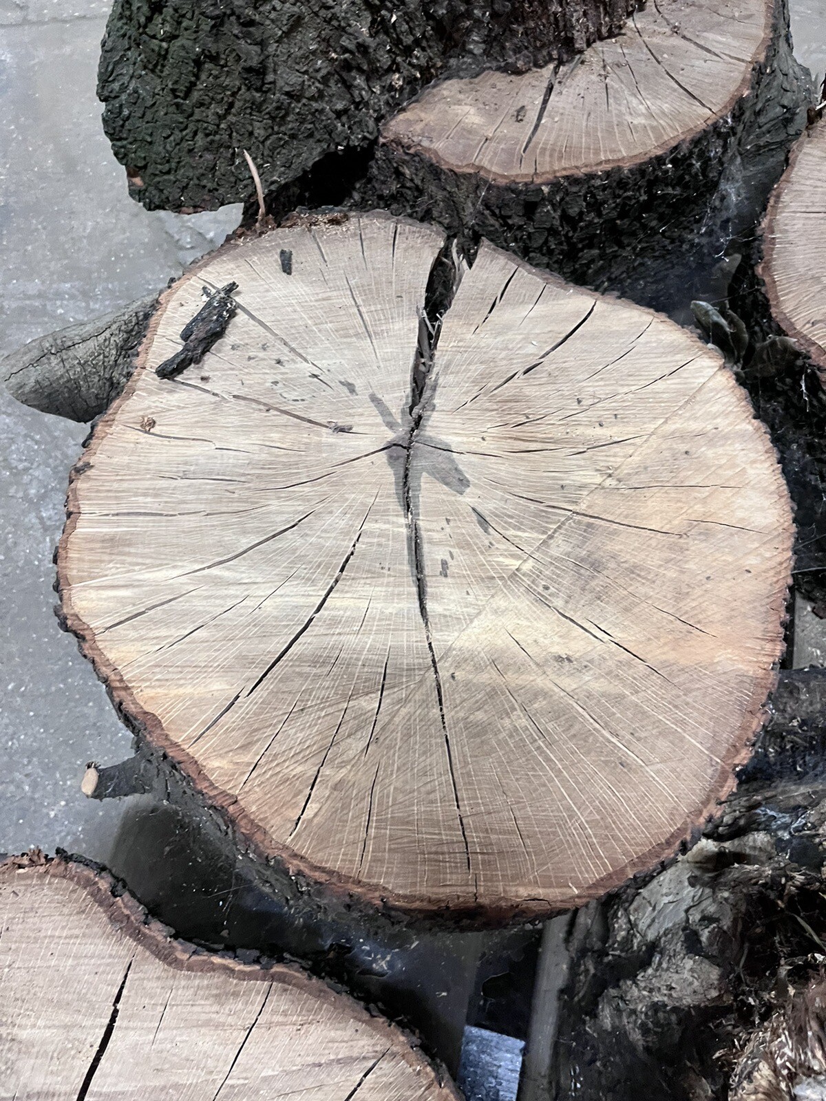 Holm Oak (Evergreen Oak) Logs - tree stumps - PRICE IS FOR ONE LOG ...