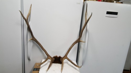 Nice brown 5x5 ELK ANTLERS rack taxidermy deer mule whitetail sheds ...