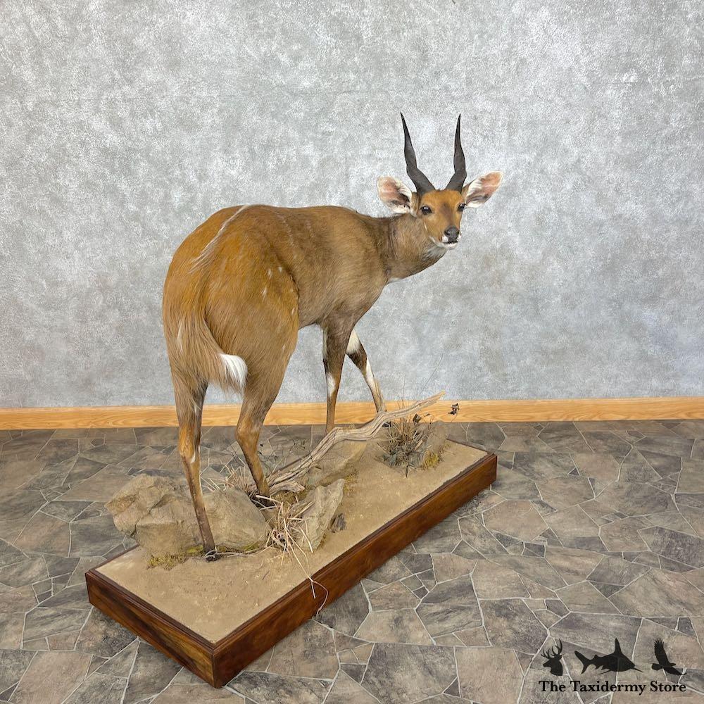 #25299 P | Cape Bushbuck Life-Size Taxidermy Mount | eBay