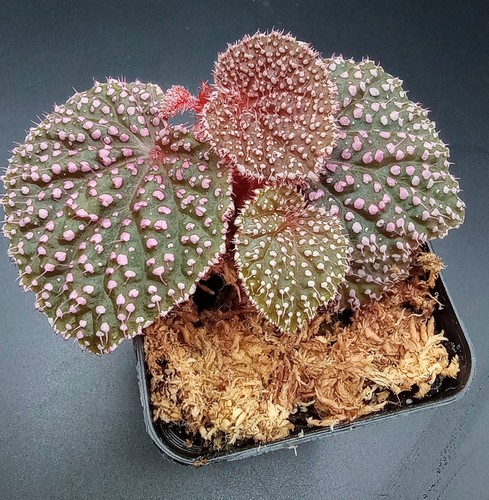 Begonia Baik x Begonia Ocellata hybrid, FULLY ROOTED/ EXACT PLANT, SEA ...