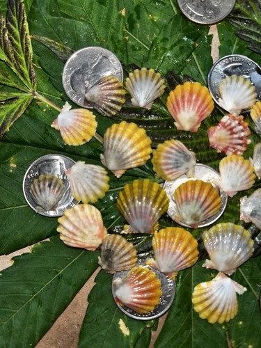 29 Hawaii HAWAIIAN SUNRISE SHELL shells CoLoRs sunriseshells PENDANTS ...