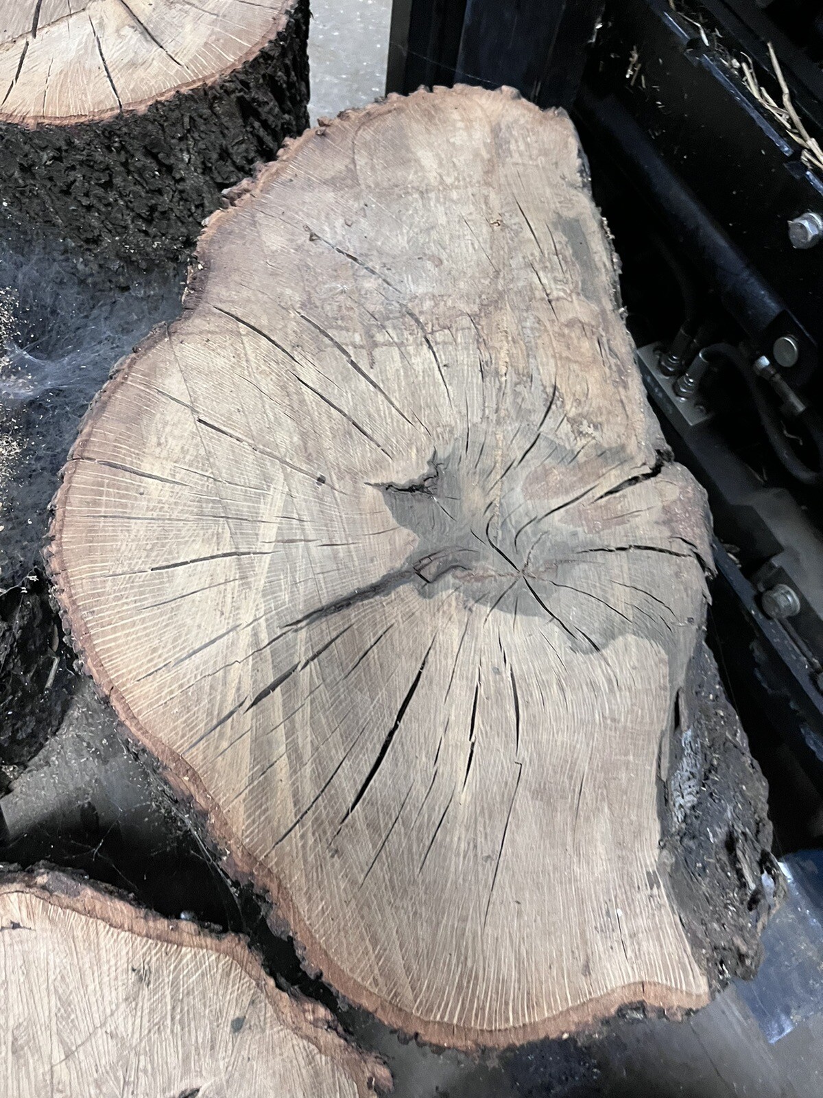 Holm Oak (Evergreen Oak) Logs - tree stumps - PRICE IS FOR ONE LOG ...
