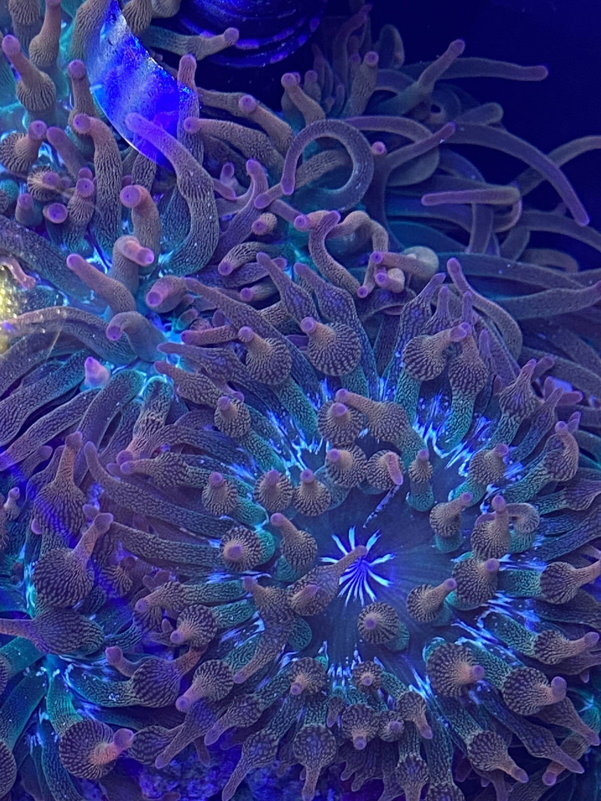 Rainbow Bubble Tip Anemone (BTA) | eBay