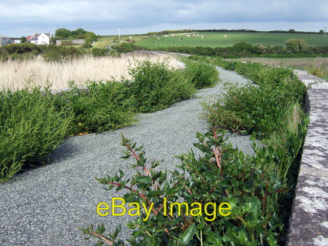 Photo 6x4 Sea beet on Mullock Bridge Orlandon Since the first Geograph ...