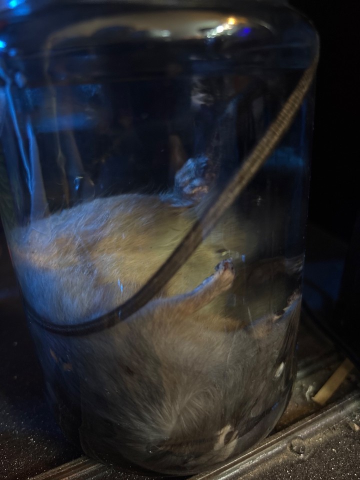 wet specimen rat | eBay