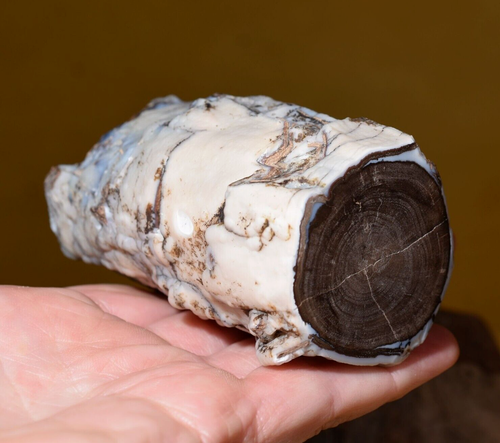 !WOW! Blue Forest Botryoidal Agatized Petrified Eocene Wood Tree Branch ...