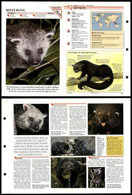 Binturong #204 Mammals Wildlife Fact File Fold-Out Card | eBay UK
