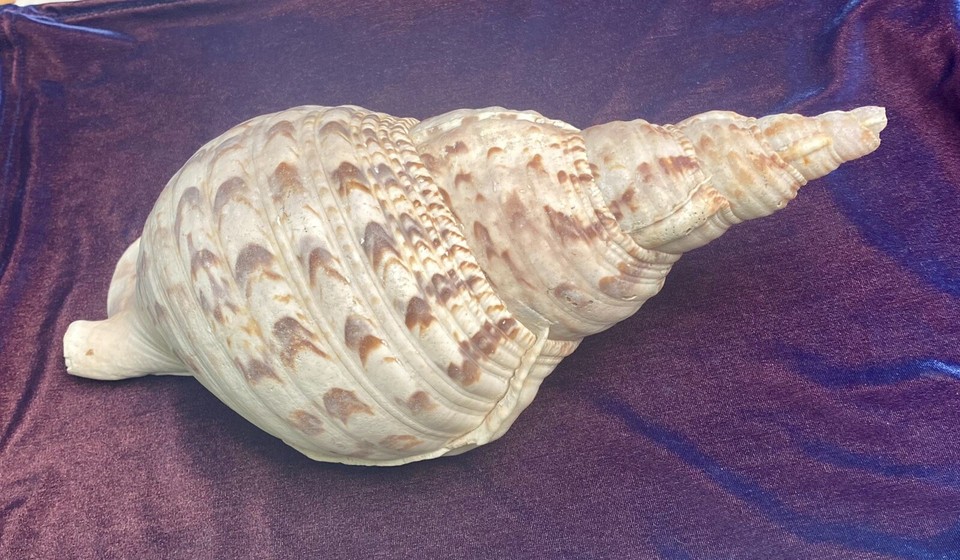 LARGE Pacific TRUMPET TRITON Conch Sea Shell 12.5” Charonia Tritonis ...