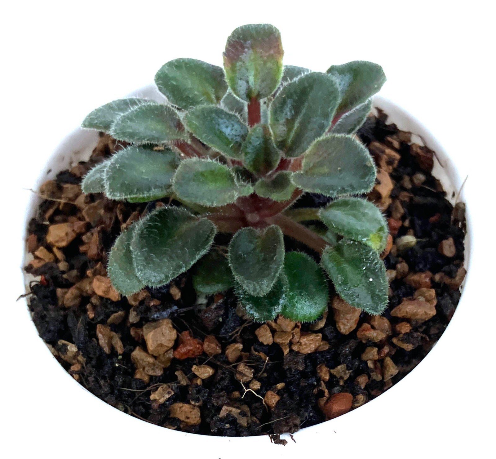 African Violet Rob's Twinkle Pink (Micro) - PLANT in 3oz CUP | eBay