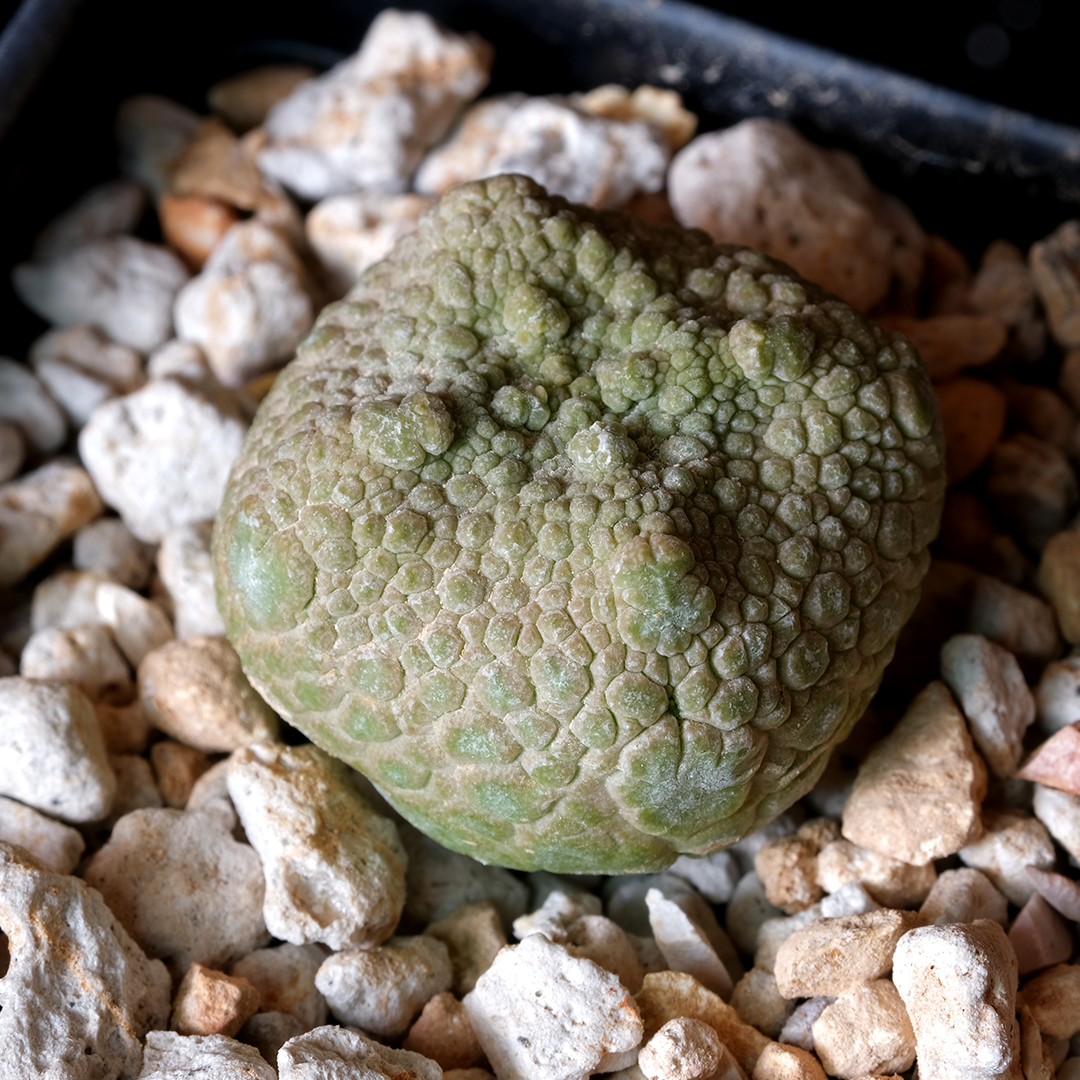 Pseudolithos cubiformis - 2.5" tall pot - Stapeliad | eBay