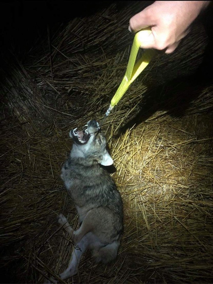 The Pocket Drag Ultimate Hunting Tool American Made Free Shipping | eBay