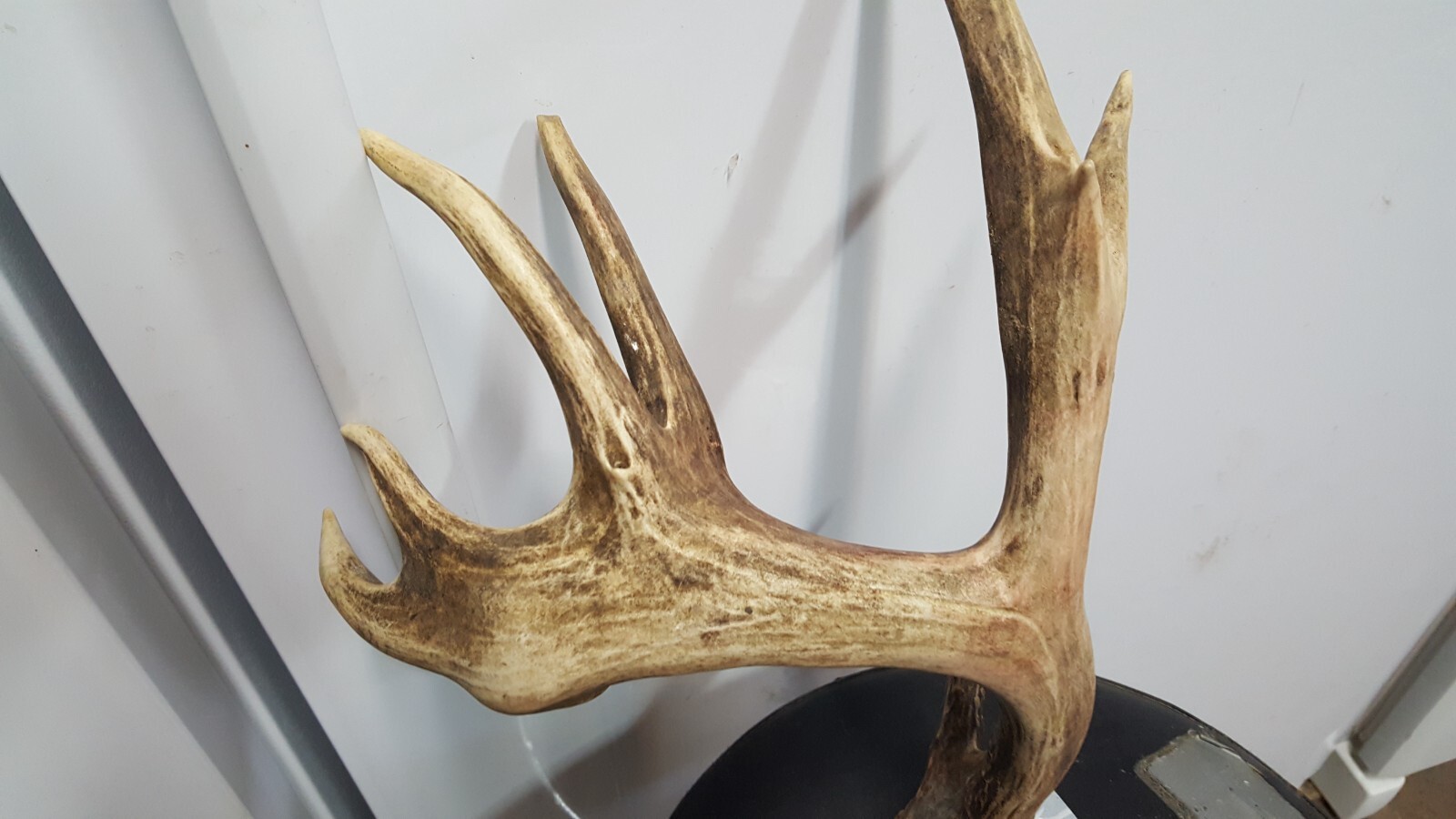 STRANGE 7 point whitetail deer ANTLER whitetail rack mule moose mount ...