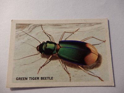Green Tiger Beetle - Shell Picture Cards Beetle Series - Card 309 ...
