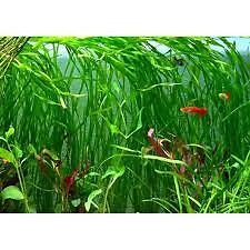 6 Plant Pack Jungle Vallisneria Americana Val Plants Live Aquarium ...