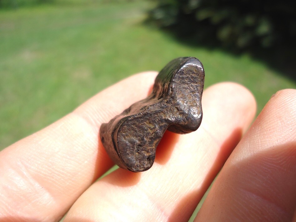 RARE JUVENILE SLOTH TOOTH FLORIDA FOSSILS PARAMYLODON CLAW CORE TEETH ...