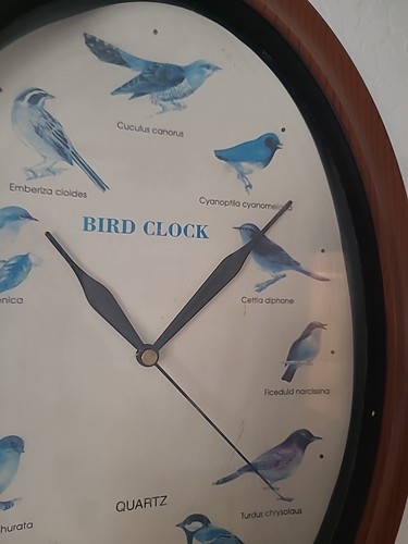 Vintage Singing Bird Wall Clock 16" | eBay