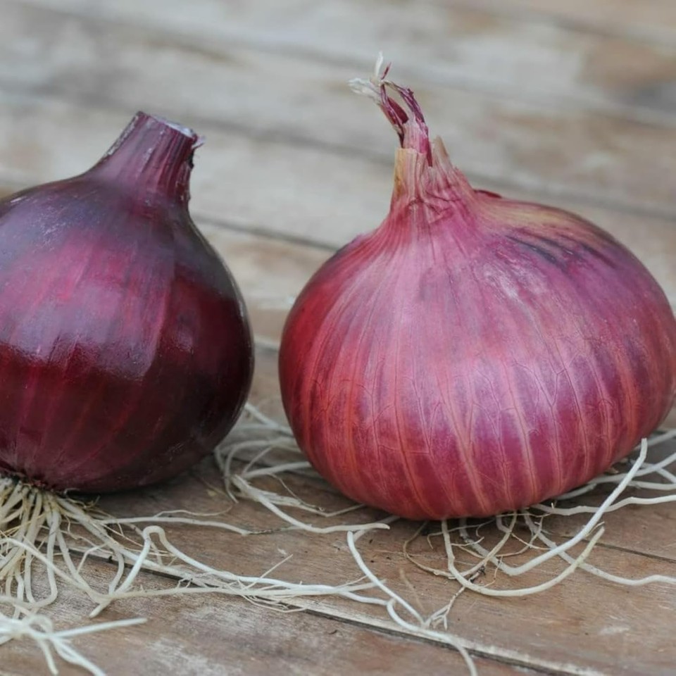 Red Onion Sets Electric - High Yield Autumn Planting Vegetable Bulbs ...