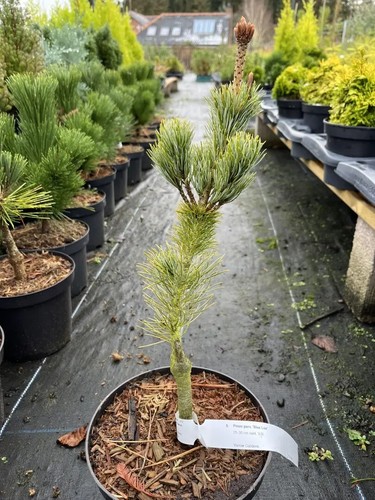 Japanese White Pine 'Blue Lou' Dwarf Conifer Tree Pinus Parviflora - 20 ...