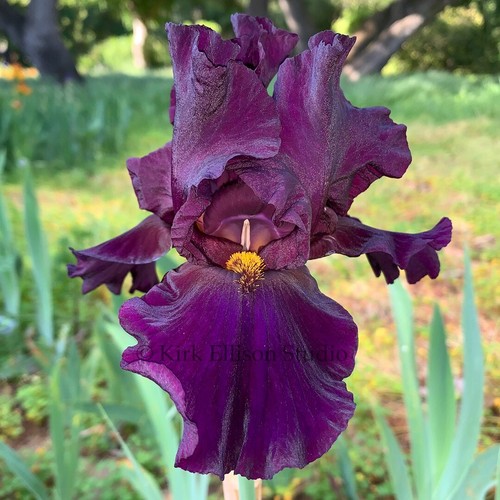 Tall Bearded Iris Rhizome "MEN IN BLACK" Larry Lauer 1998 AWARD WINNER ...