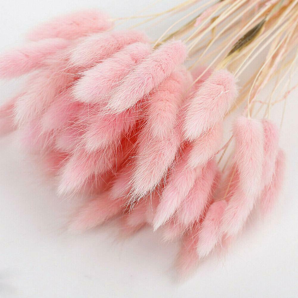30Pcs Grass Bunny Tails Dried Flowers Lagurus Ovatus Rabbit Stems Tail X1E4 | eBay